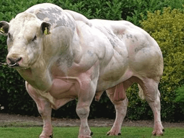 Dal Belgio, le super mucche: tanta carne, niente grasso - Newsfood ...