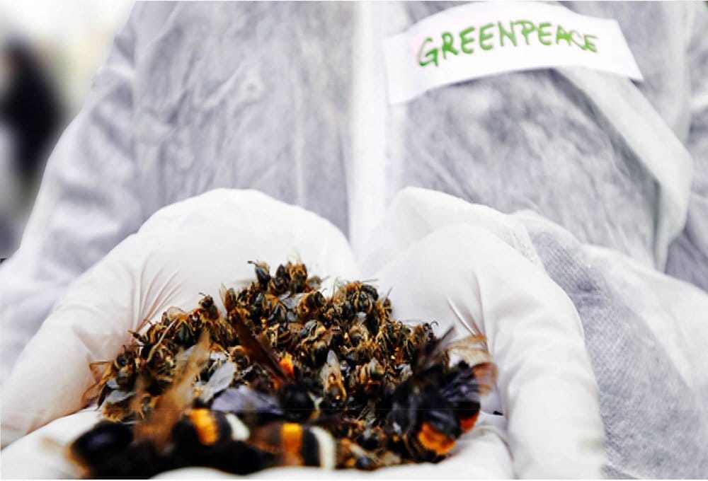 Salviamo le api: Nuova petizione di Greenpeace al governo italiano