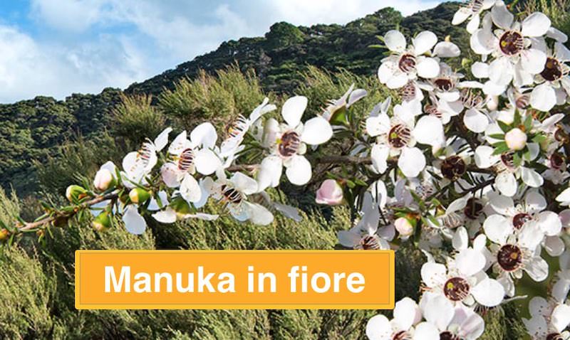Manuka honey: Miraculous superfood but only if it is UMF certified ...