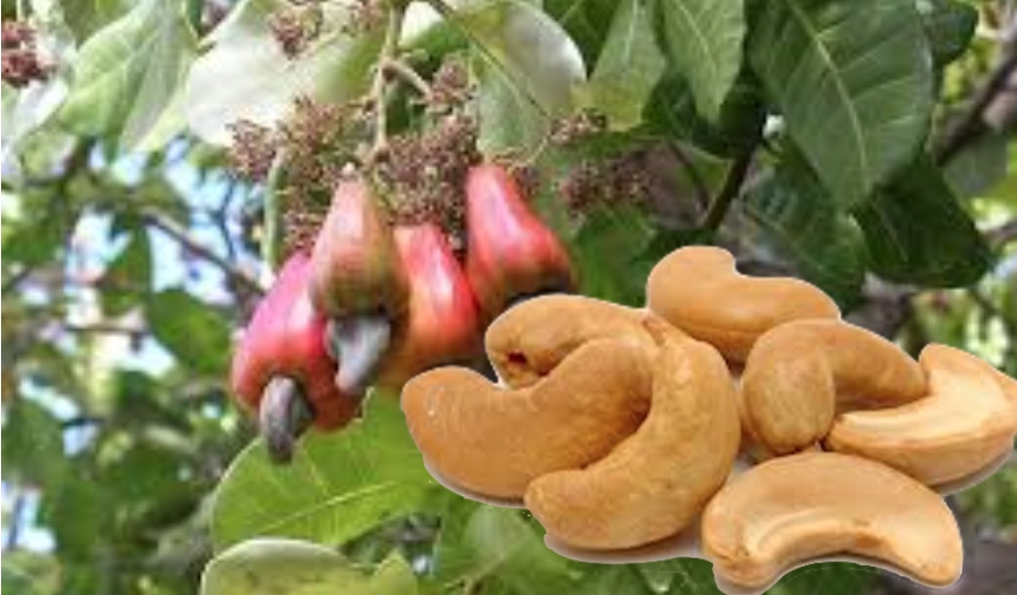 Anacardi: tutto ciò che c’è da sapere sul piccolo, prezioso frutto ...